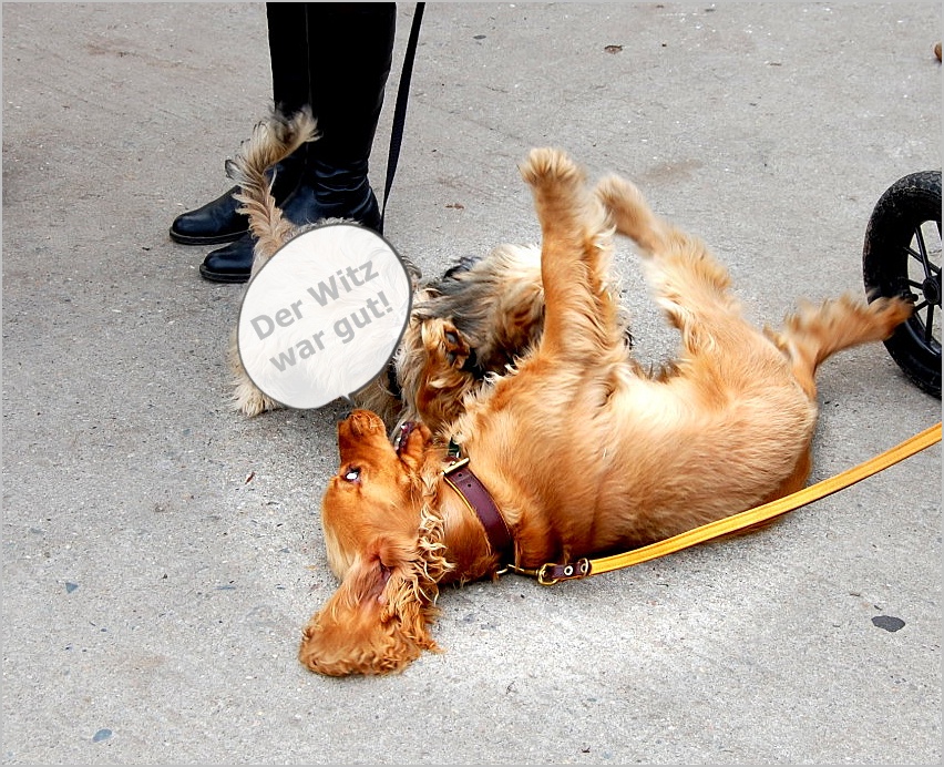 Wuff Foto & Bild | hunde, natur, tiere Bilder auf fotocommunity