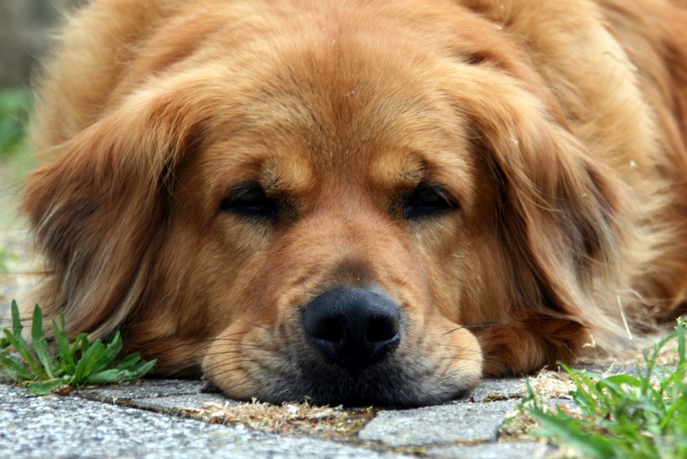 Wuff Foto & Bild | tiere, haustiere, hunde Bilder auf fotocommunity