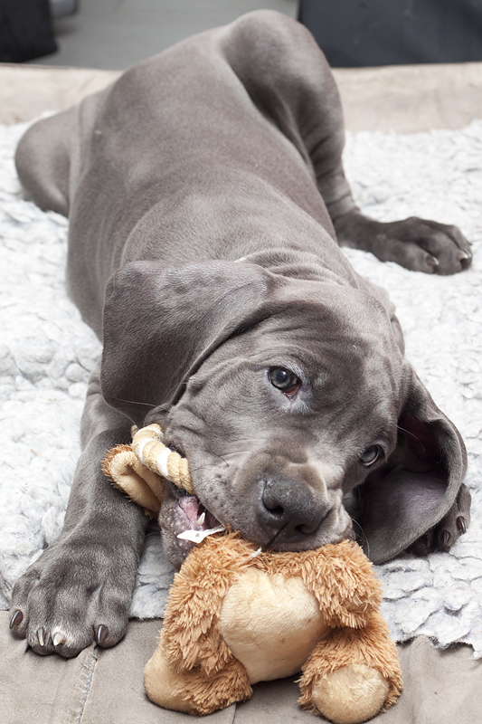 Wuff Foto & Bild | tiere, tierkinder, tiere / katzen Bilder auf ...