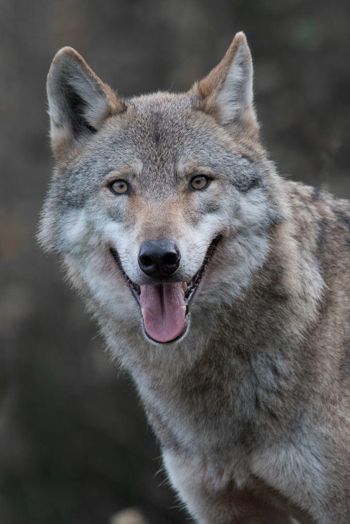 Wulf1 Foto & Bild | tiere, wildlife, säugetiere Bilder auf fotocommunity