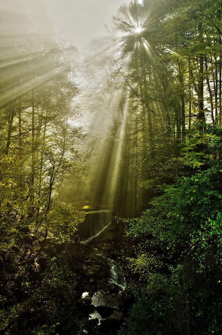 WUNDER Foto & Bild | jahreszeiten, herbst, wald Bilder auf fotocommunity
