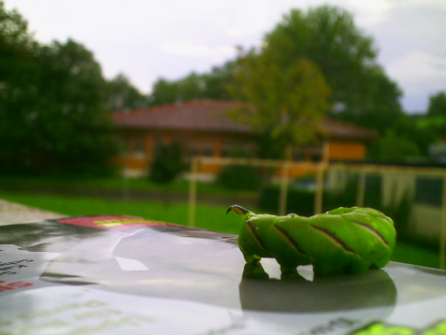 *wunder* Foto & Bild | tiere, wildlife, insekten Bilder auf fotocommunity