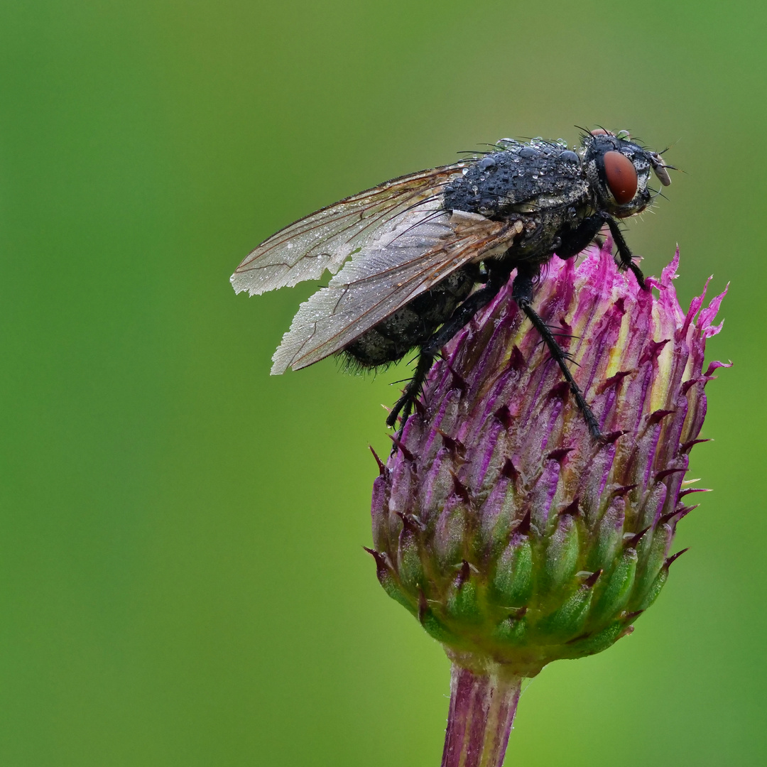 Wunder der Natur Foto & Bild | tiere, wildlife, insekten Bilder auf ...