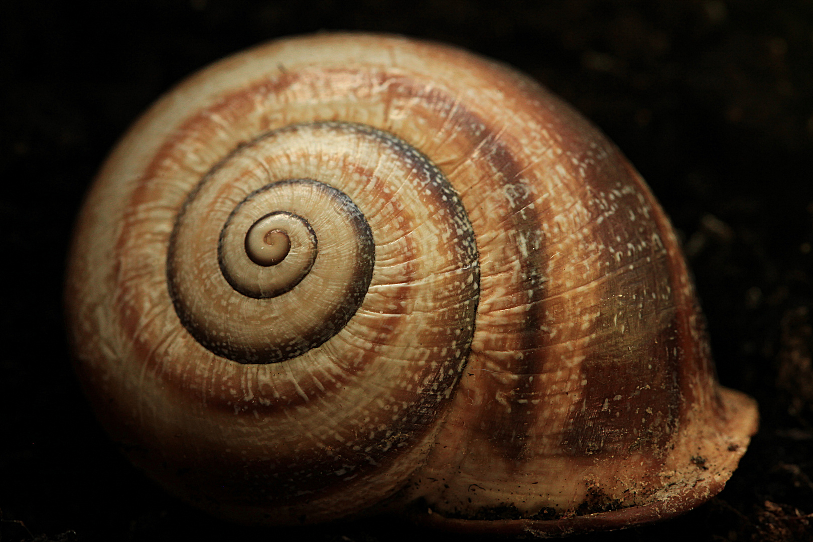 Wunder der Natur Foto & Bild | natur, tiere, tierdetails Bilder auf ...