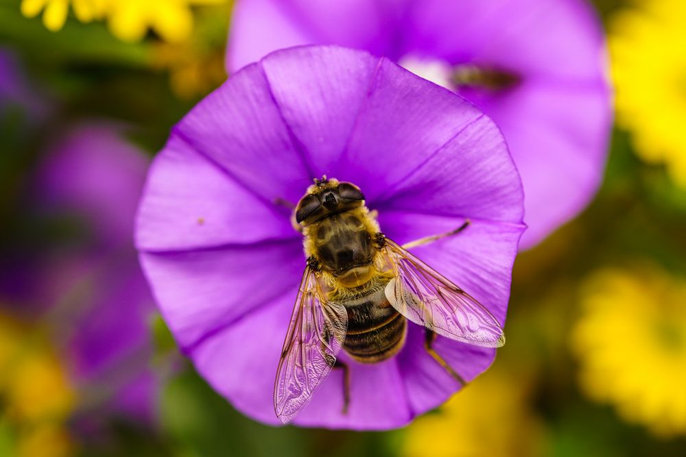 Wunder der Natur Foto & Bild | tiere Bilder auf fotocommunity