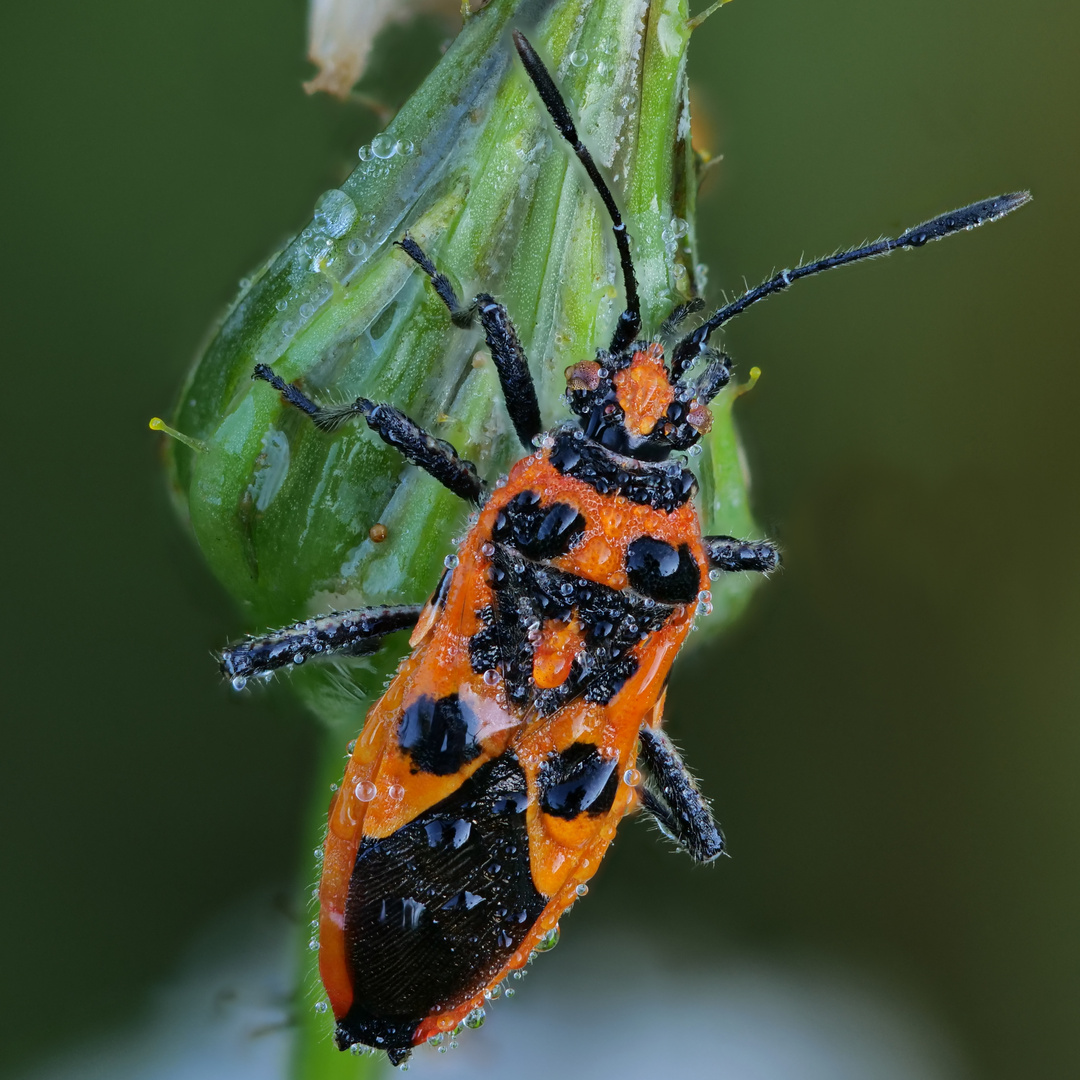 Wunder der Natur Foto & Bild | tiere, wildlife, insekten Bilder auf ...