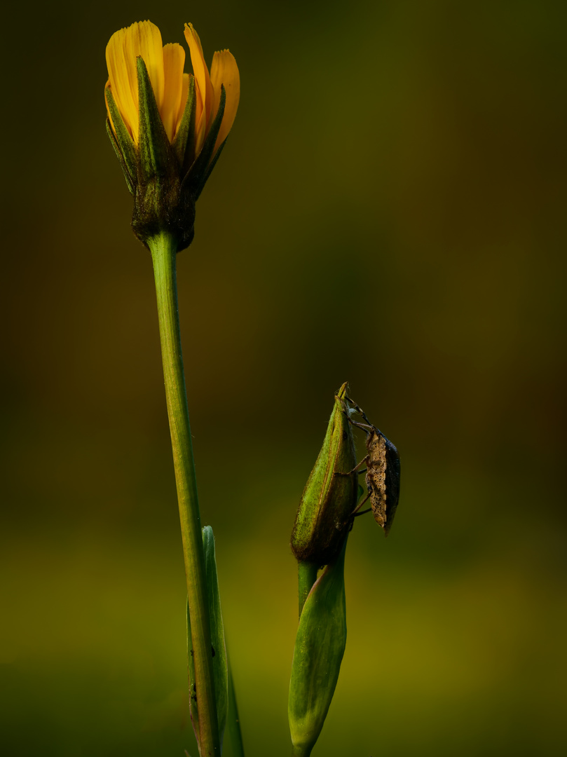 Wunder der Natur Foto & Bild | nah- & makro, tiere, wildlife Bilder auf ...