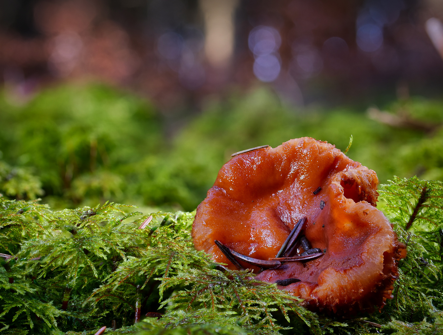 Wunder der Natur Foto & Bild | pflanzen, pilze & flechten, pilze ...