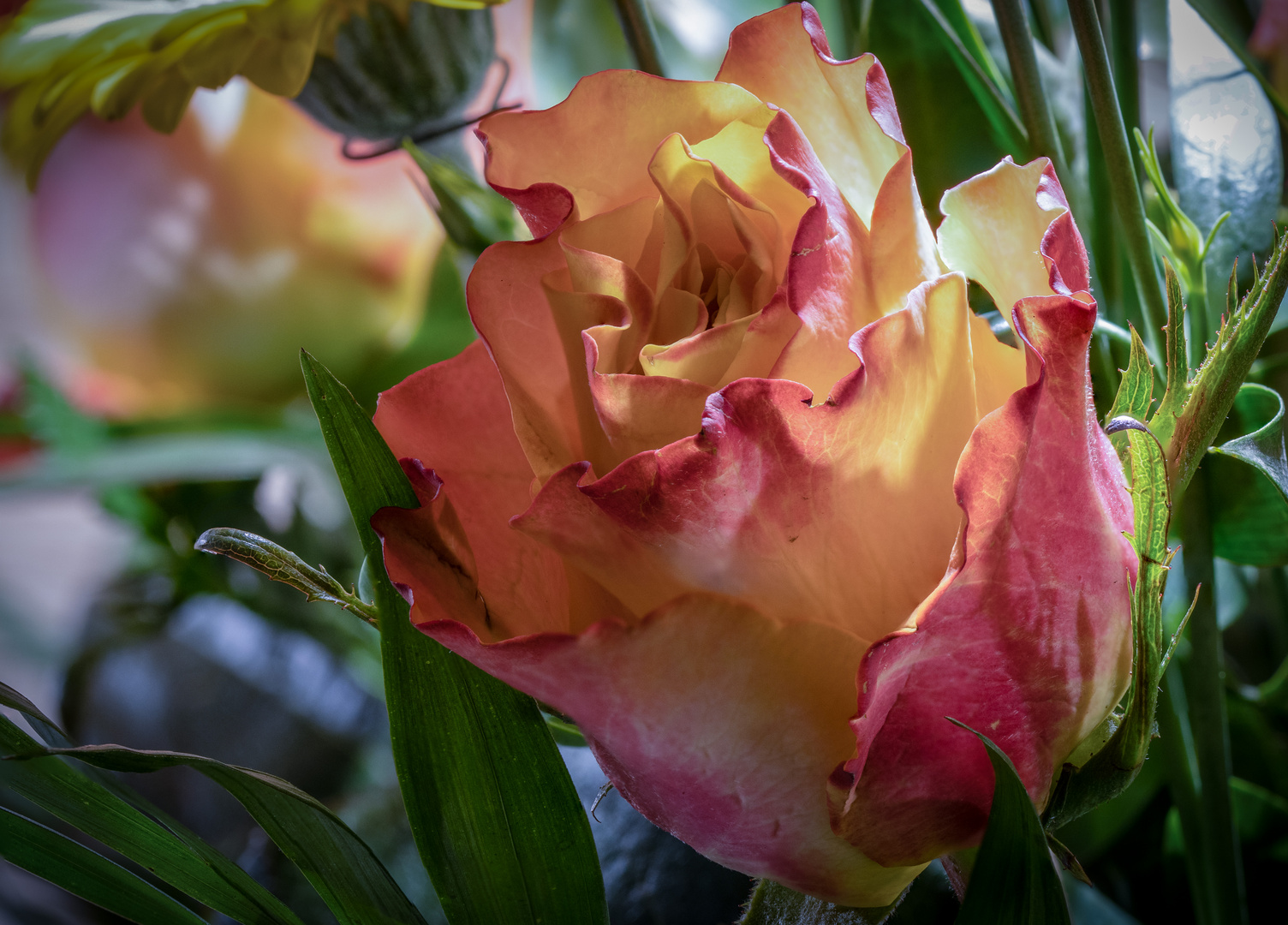 wunderbar farbenfrohe Rose Foto & Bild | pflanzen, pilze & flechten ...