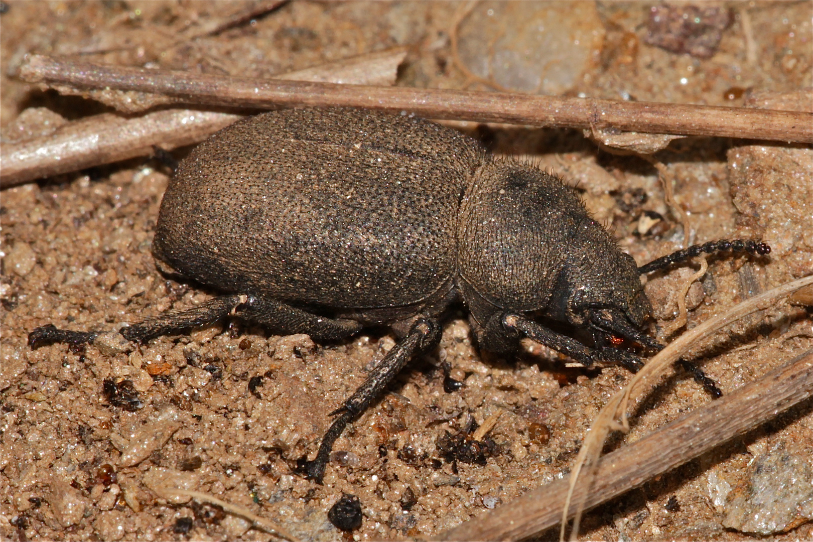 Wunderbare Türkei 107 - ein Leichenfledderer: 2,5 cm großer Käfer ...