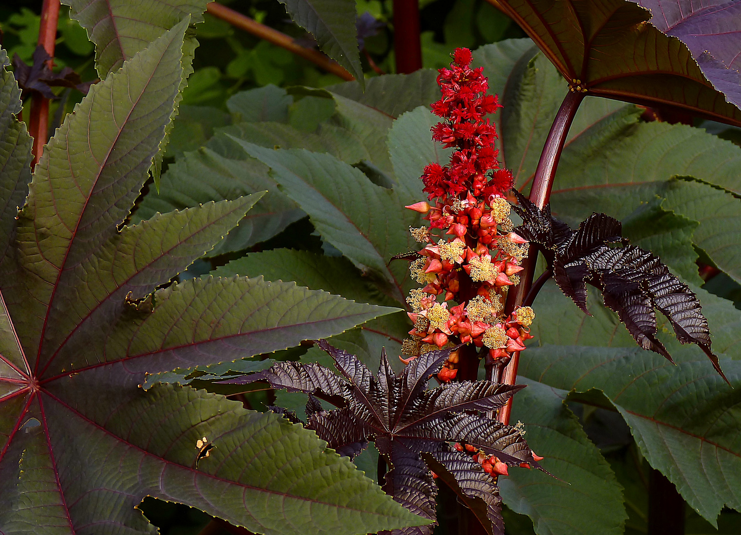 Wunderbaum Foto & Bild | natur, pflanzen, blüten Bilder auf fotocommunity
