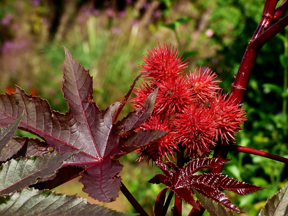 Wunderbaum - Ricinus Foto & Bild | natur, pflanzen, wunderbaum rizinus ...