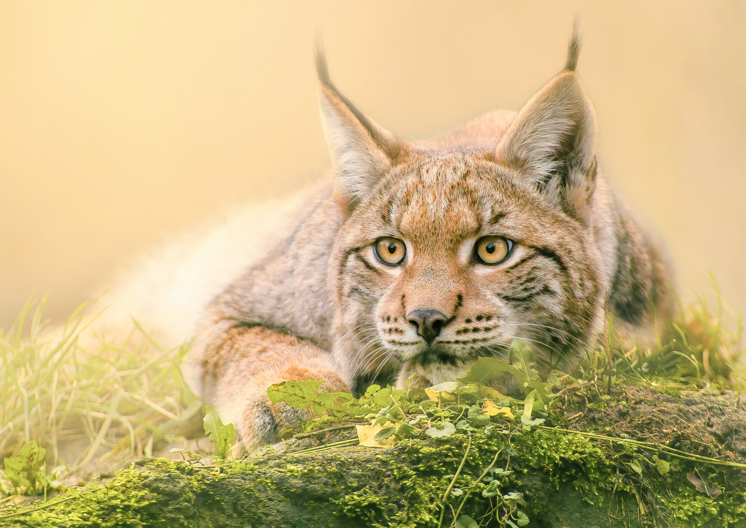 Wunderland Luchs Foto & Bild | tiere, fotos, natur Bilder auf fotocommunity