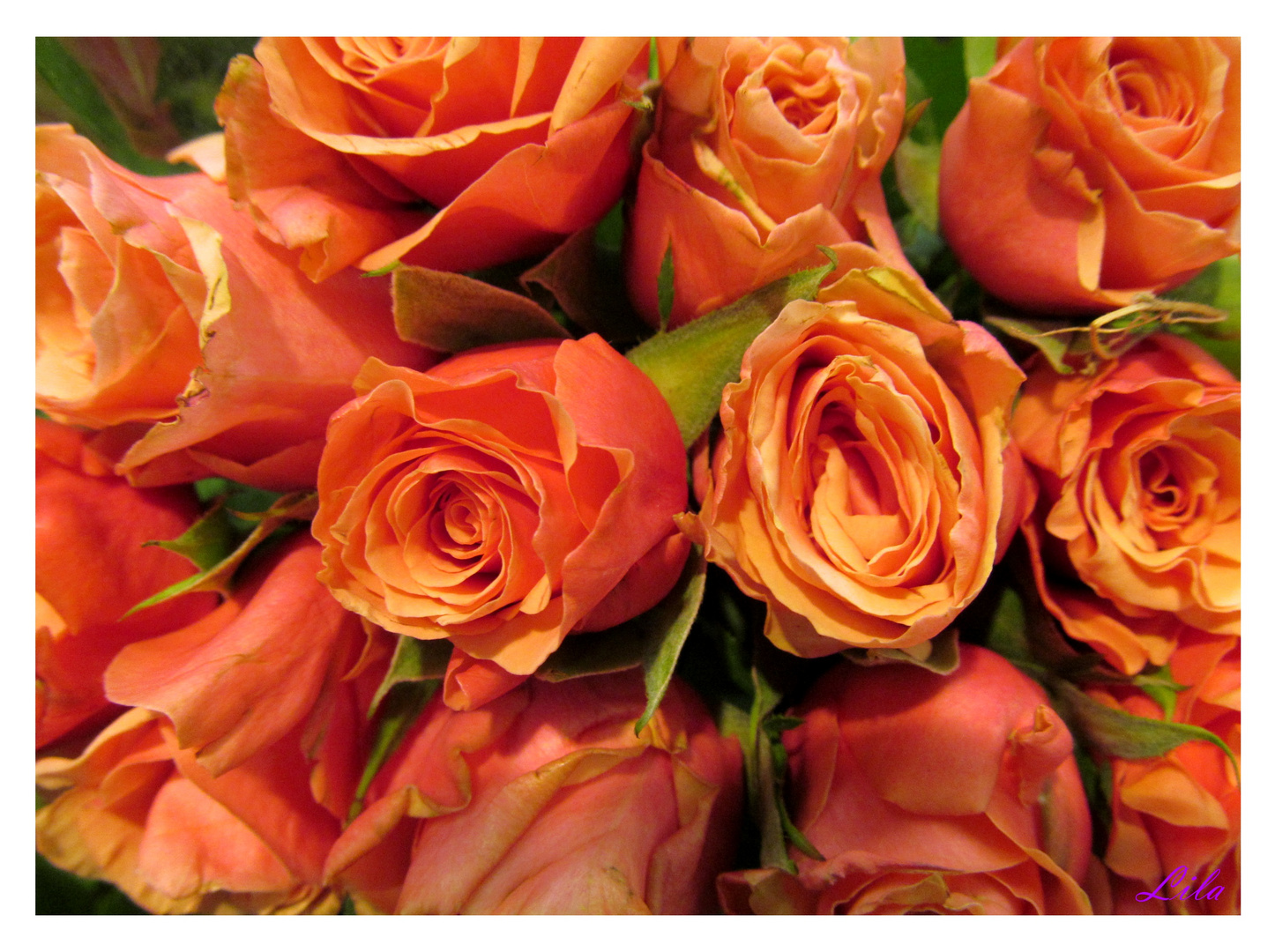 wunderschön ....... Foto & Bild | natur, blumen, pflanzen Bilder auf ...