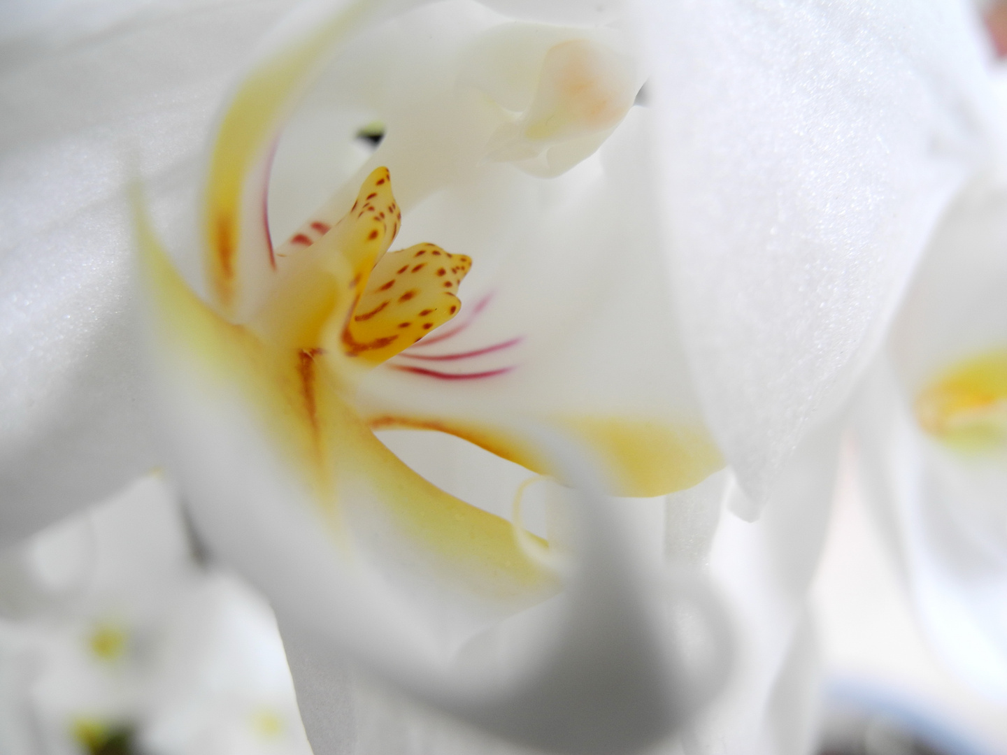 Wunderschön Foto & Bild | natur Bilder auf fotocommunity