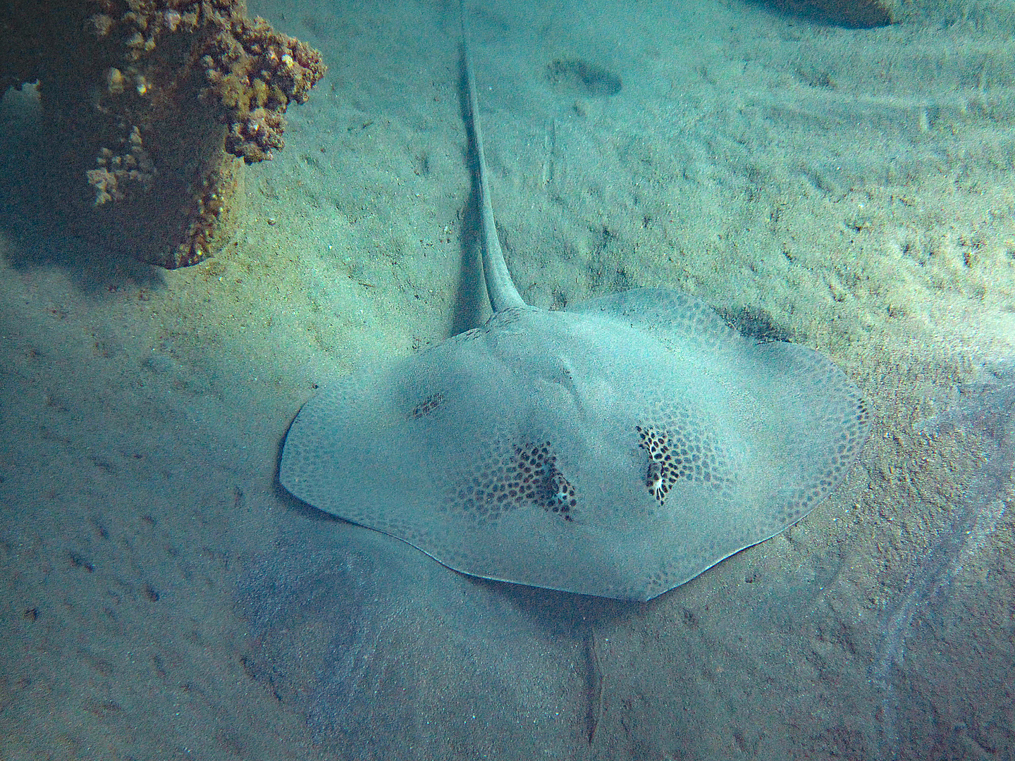 Wunderschön zeigt sich der Leopard-Stechrochen. Foto & Bild | urlaub ...