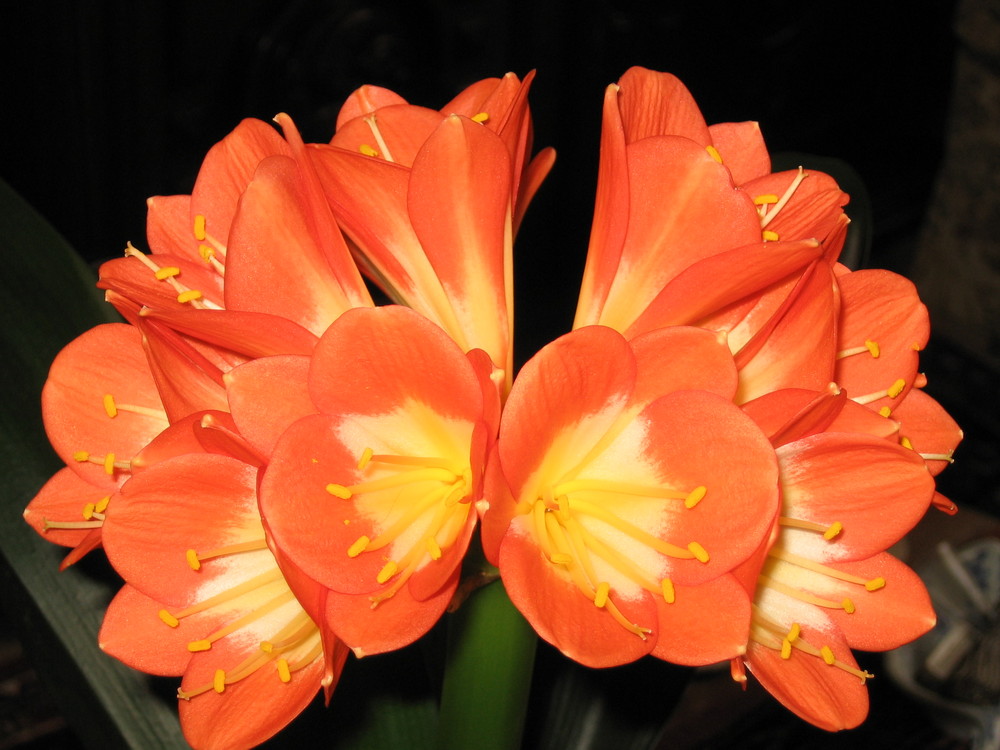 Wunderschöne Blumen. Foto & Bild | pflanzen, pilze & flechten ...