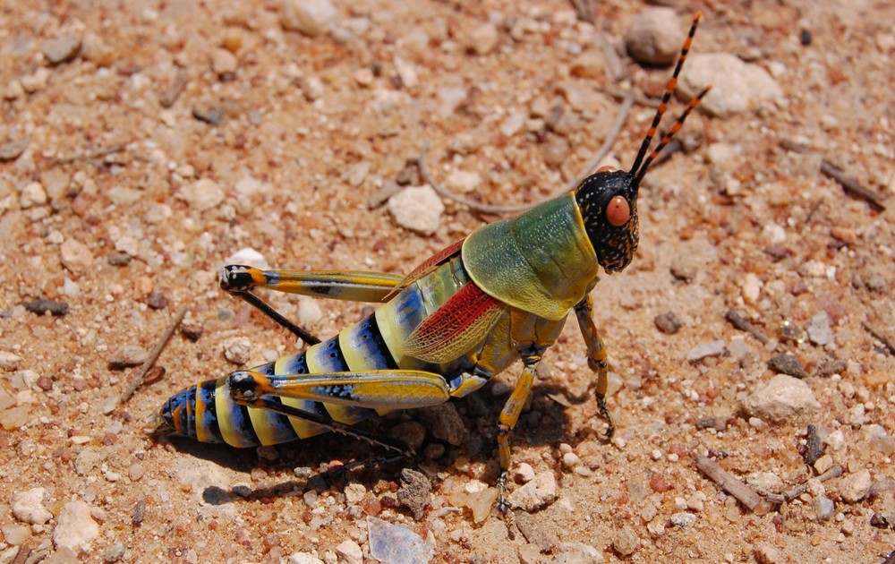 wunderschöne heuschrecke in namibia Foto & Bild | tiere, wildlife ...