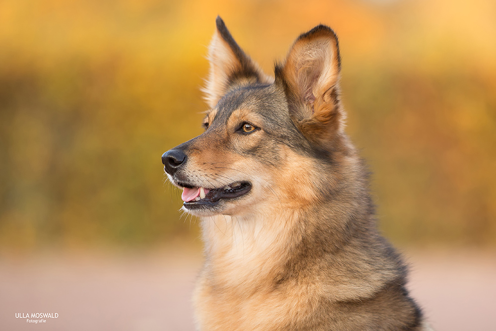 ...wunderschöne Nuri... Foto & Bild | tiere, haustiere, hunde Bilder auf fotocommunity