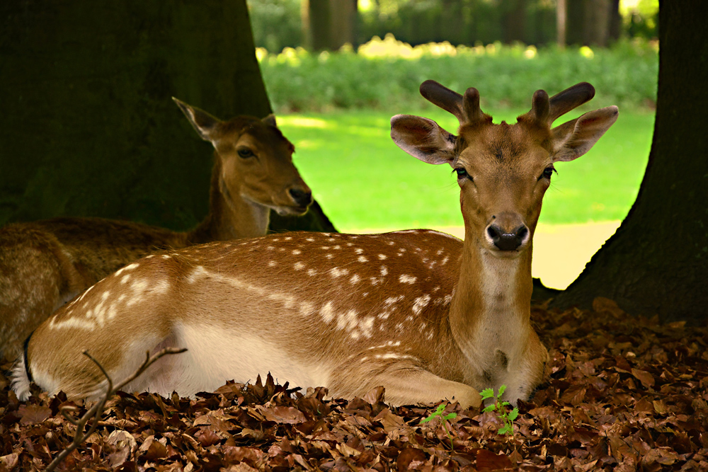 Wunderschöne Tiere Foto & Bild | tiere, zoo, wildpark & falknerei ...