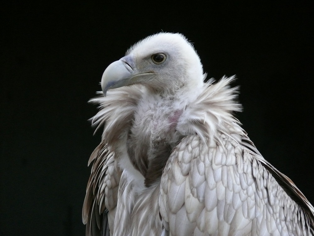 Wundervoller Geier Foto & Bild | tiere, zoo, wildpark & falknerei ...