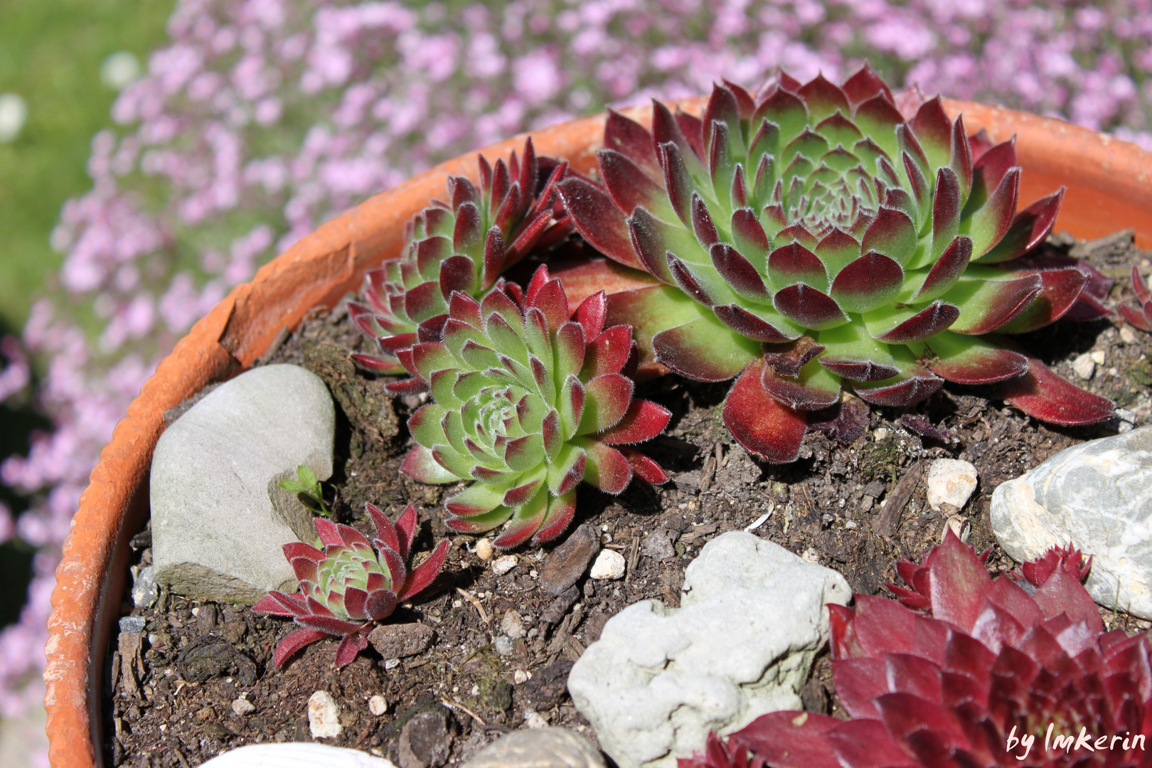 Wurze über Wurze Foto & Bild | pflanzen, pilze & flechten, kakteen ...