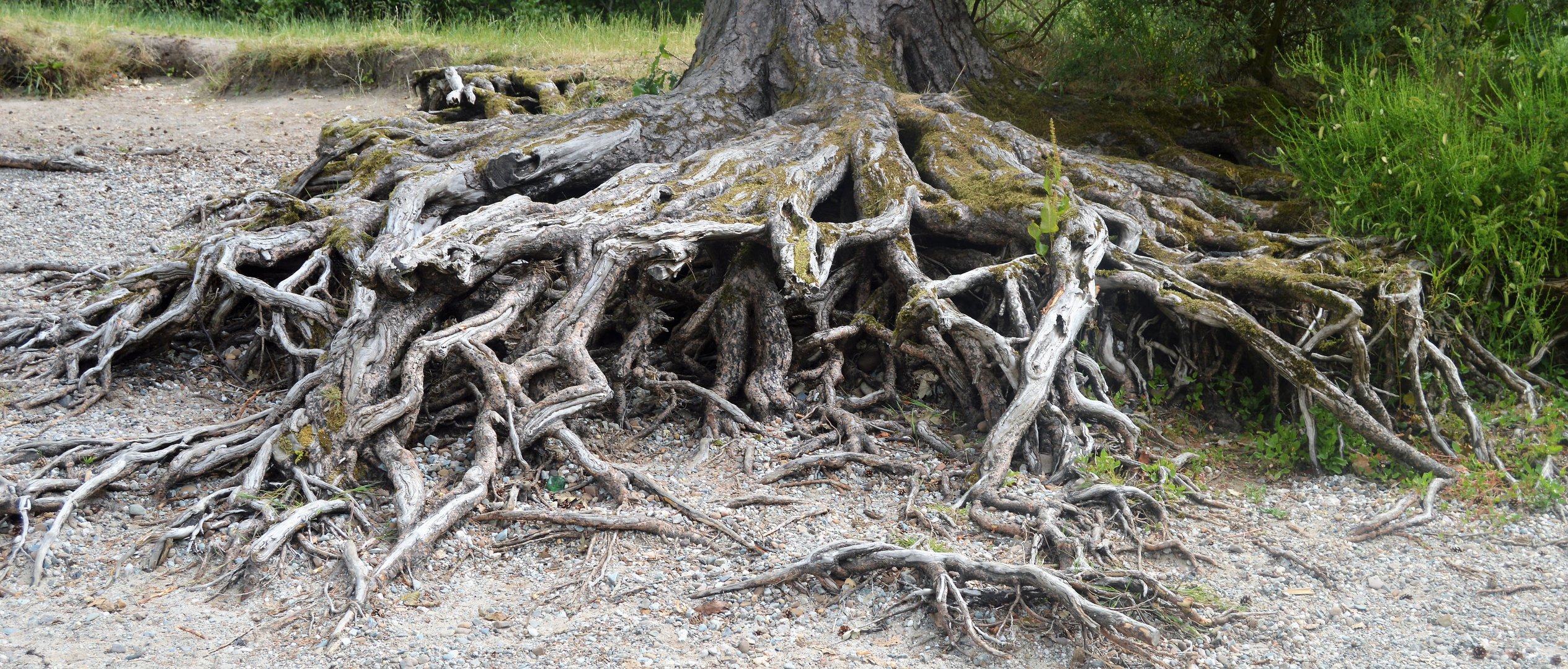 Wurzel Foto & Bild | bäume, natur Bilder auf fotocommunity