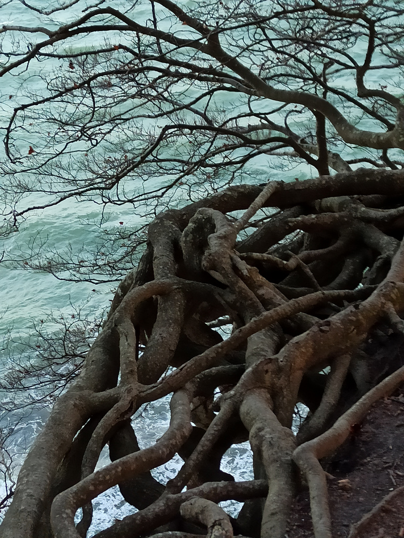 Wurzel Geflecht Foto & Bild | spezial, wald, mystisch Bilder auf ...