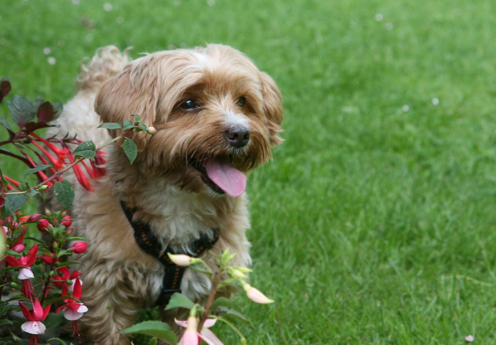 Wuschel grüßt seine Fans Foto & Bild | tiere, haustiere, hunde Bilder ...