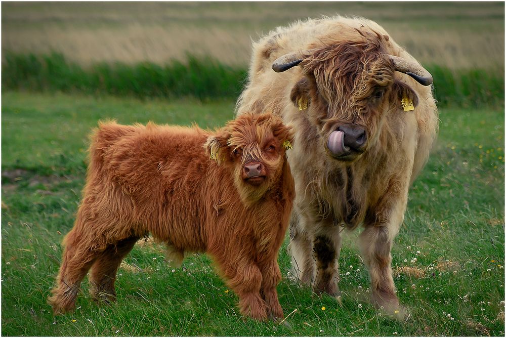 Wuschel mit Mama Foto & Bild | fell, kuh, niedlich Bilder auf fotocommunity