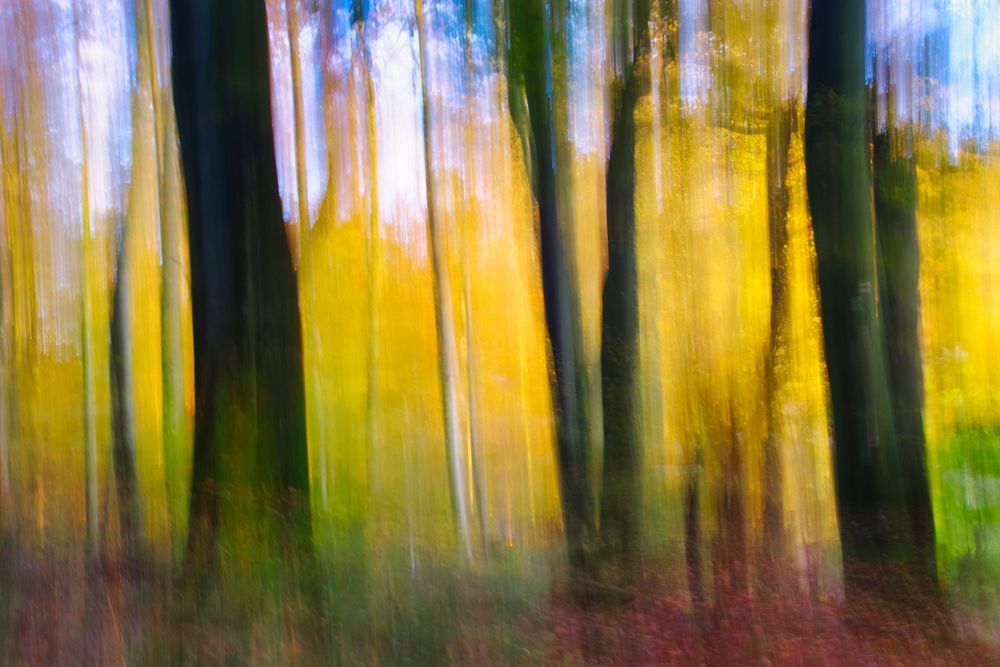 Wutschen und Wedeln Foto & Bild | spezial, bäume, natur Bilder auf ...