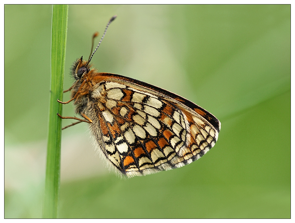 Ww-Falter (2) Foto & Bild | tiere, wildlife, schmetterlinge Bilder auf ...