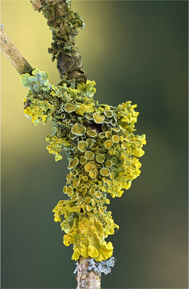 Xanthoria parietina... Foto & Bild | fotos, wald, makro Bilder auf ...