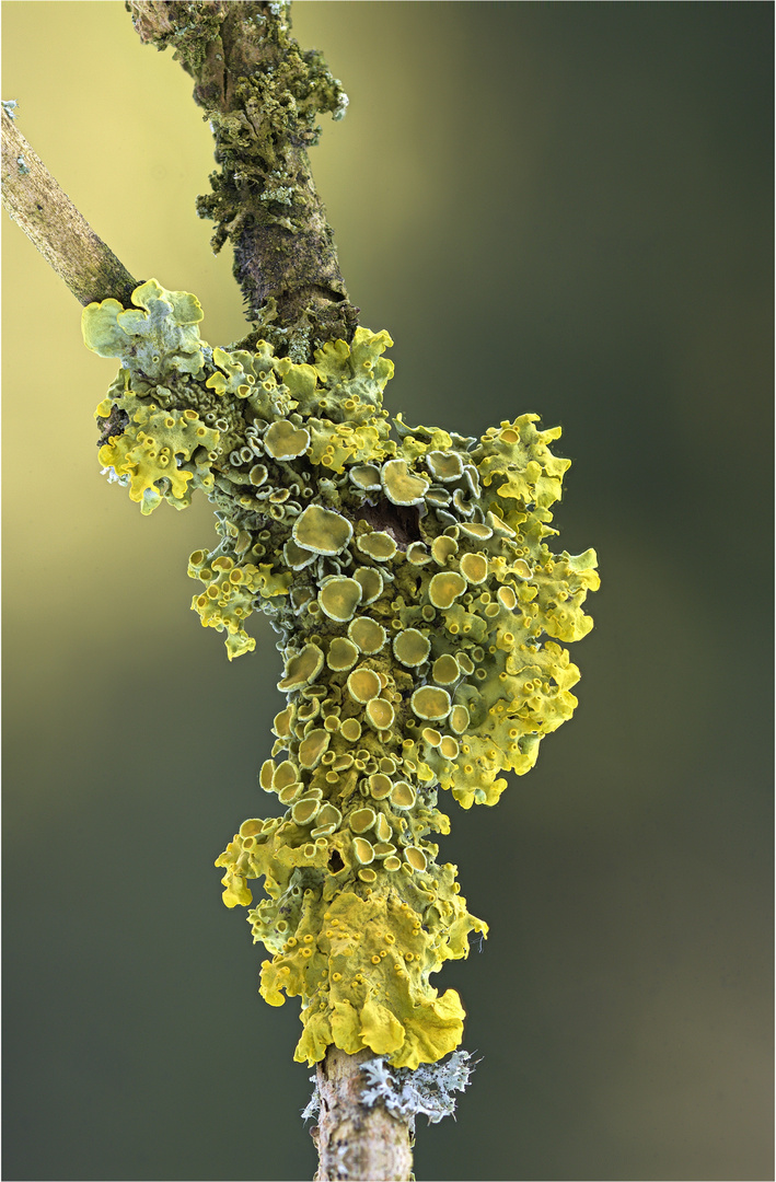 Xanthoria parietina... Foto & Bild | fotos, wald, makro Bilder auf ...