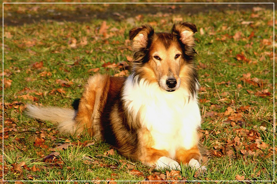 Xena eine edle Colliedame Foto & Bild | tiere, haustiere, hunde Bilder ...