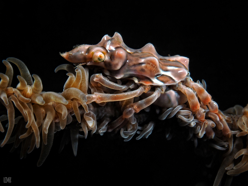 Xeno-Krabbe 3 Foto & Bild | meer, macro, indonesia Bilder auf fotocommunity