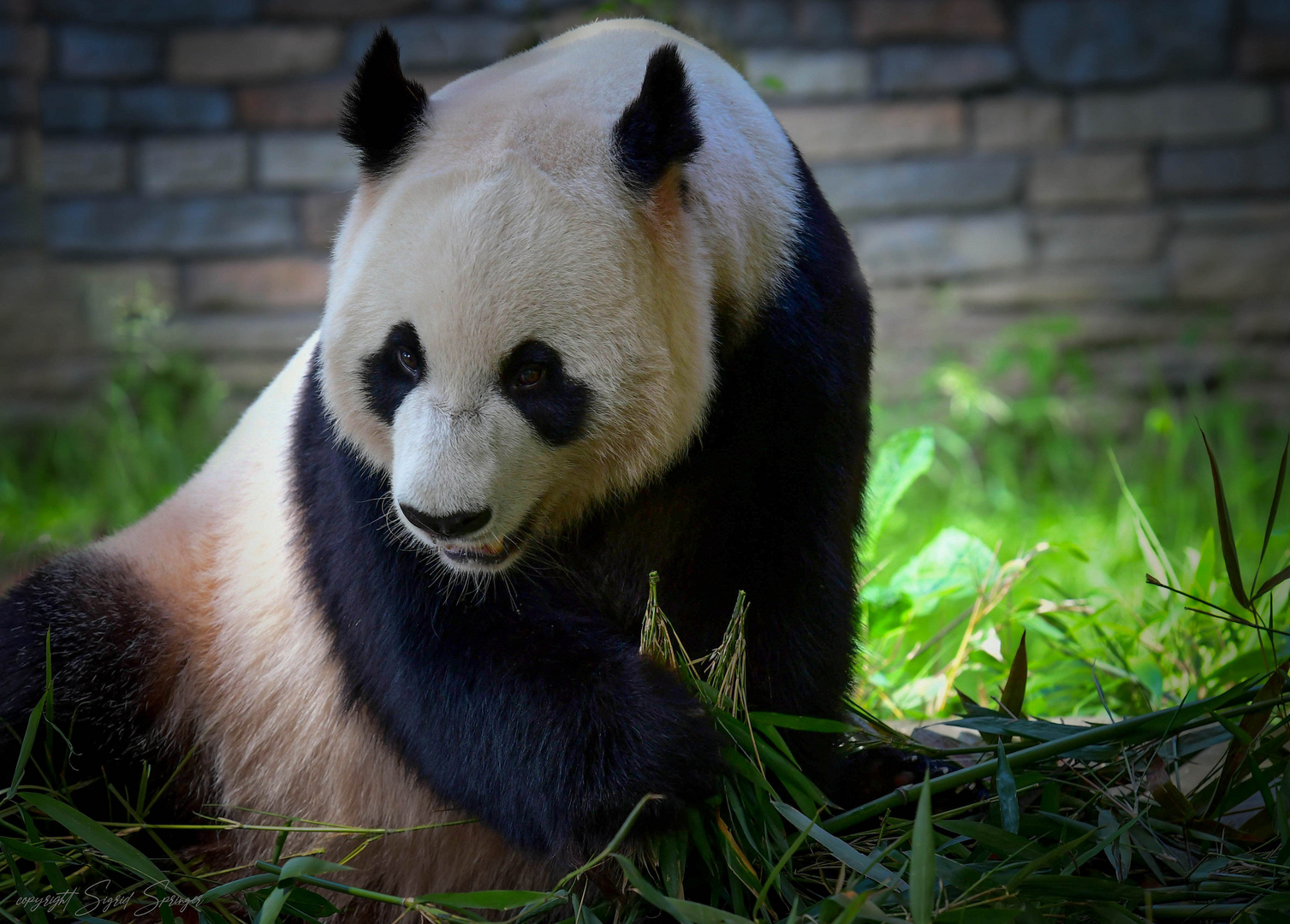 Xing Ya Foto & Bild | natur, tiere, niederlande Bilder auf fotocommunity