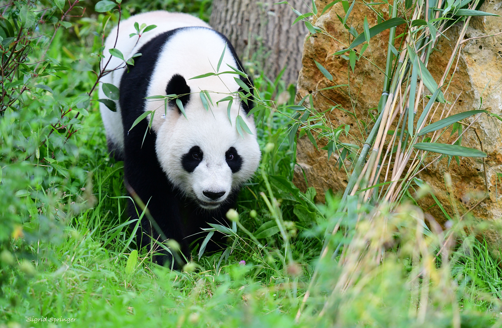 Xing Ya Foto & Bild | Bilder auf fotocommunity