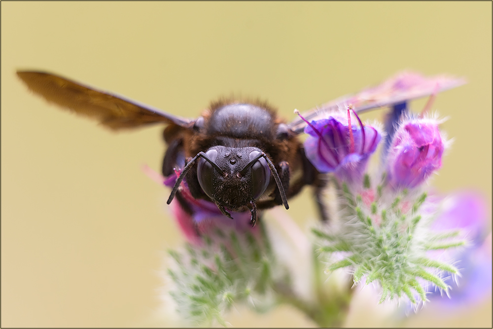 Xylocopa Foto & Bild | tiere, wildlife, insekten Bilder auf fotocommunity