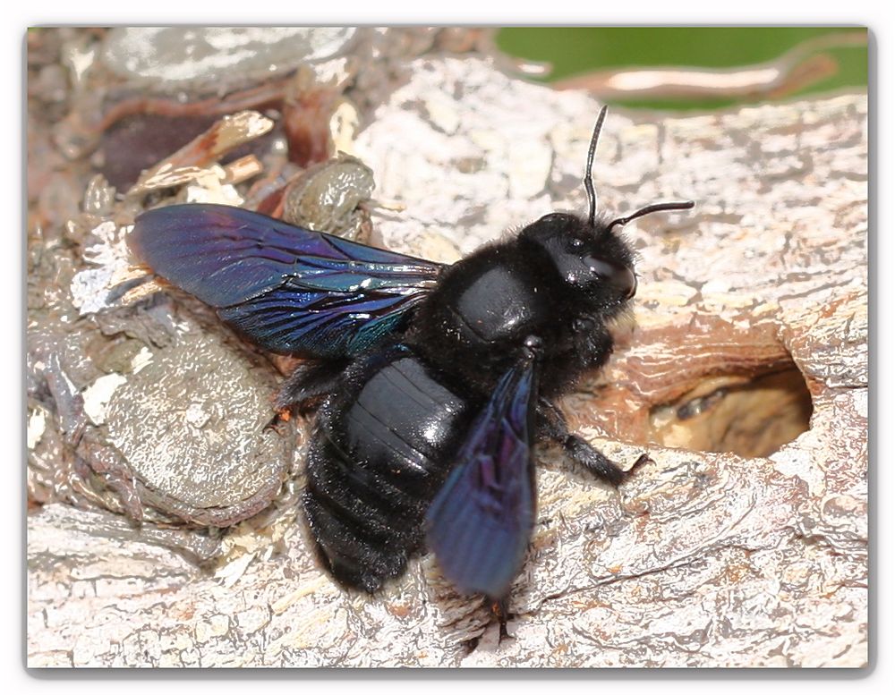 Xylocopa violacea _0042 Foto & Bild | natur, totholz, wildlife Bilder ...