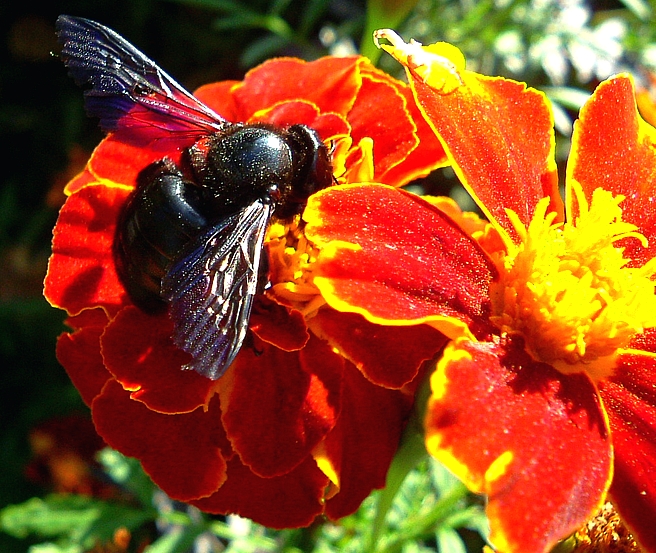 Xylocope bleu - Image & Photo de caco84 de Concours Insectes ...