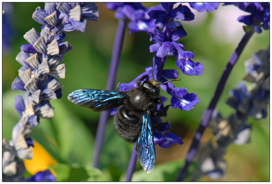 Xylocope violet photo et image | macro nature, macro insectes, nature ...