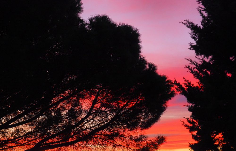 Y’a le feu dans les branches… ! photo et image | sonnenuntergang, rot ...
