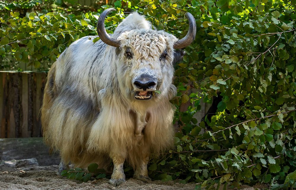 Yak 001 Foto & Bild | deutschland, europe, nordrhein- westfalen Bilder ...