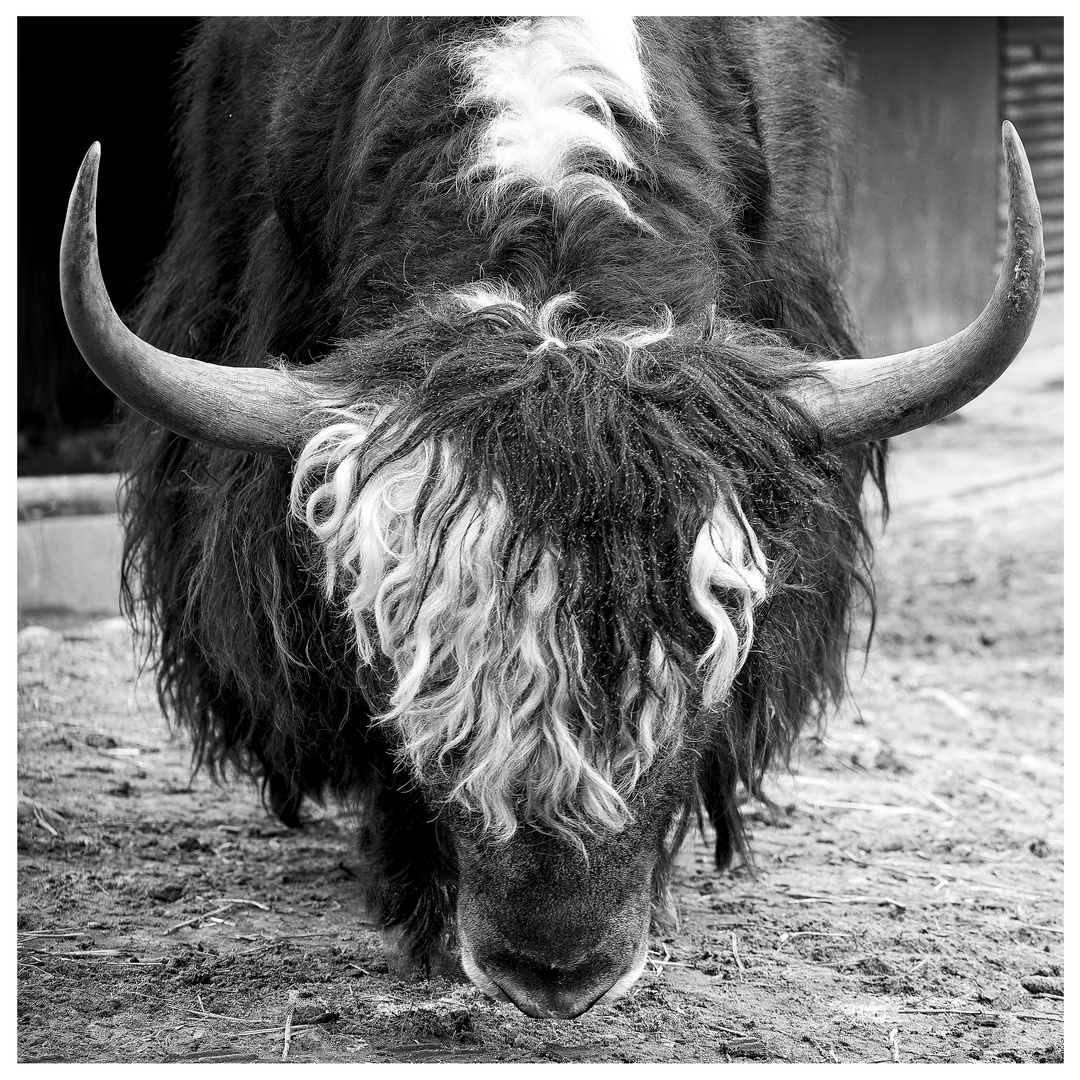Yak Foto & Bild | sw, natur, zoo Bilder auf fotocommunity