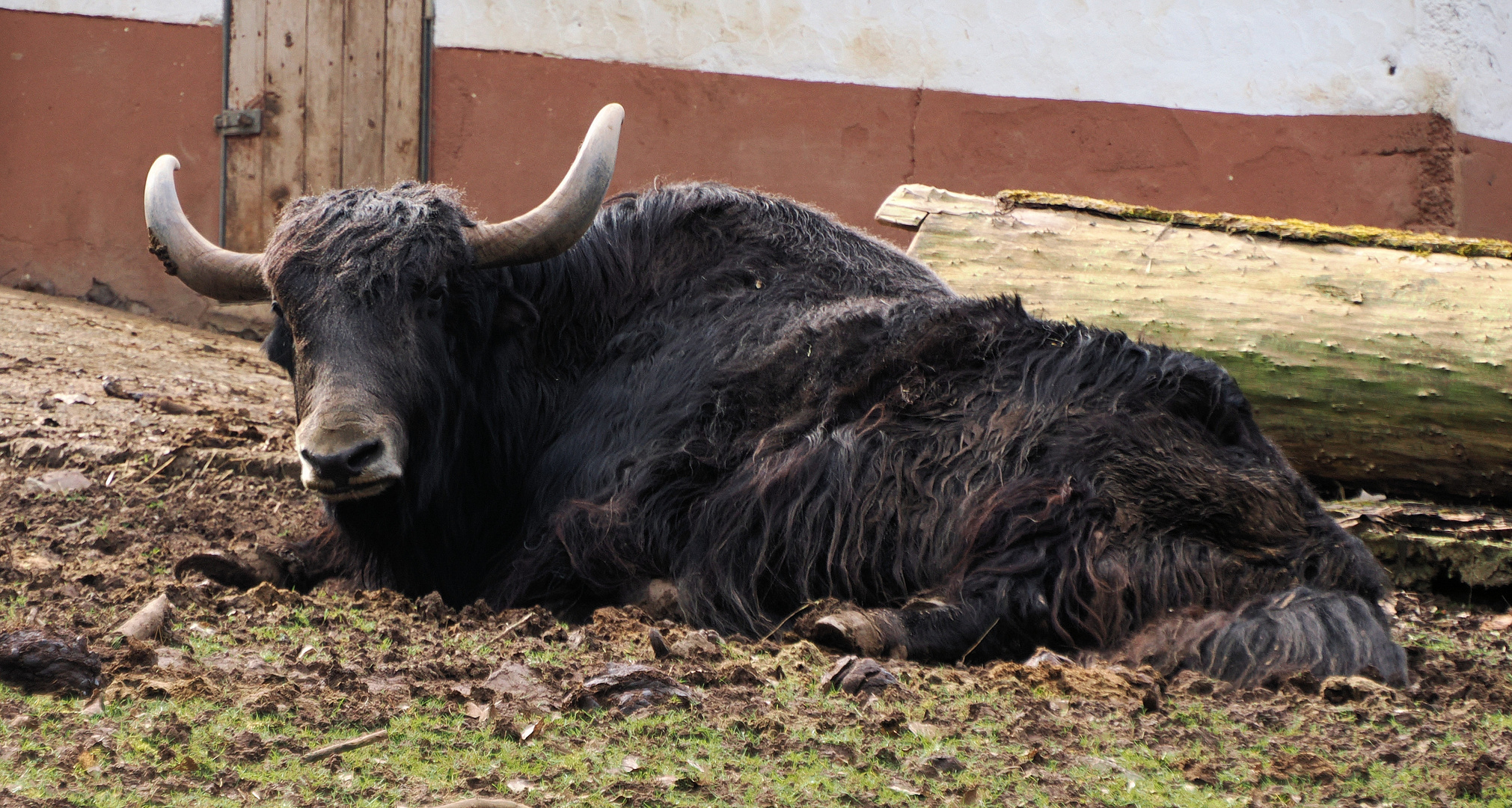 Yak Bulle Foto & Bild | fotos, natur, tiere Bilder auf fotocommunity