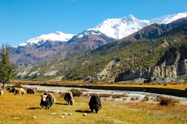 Nepal Bilder & Fotos