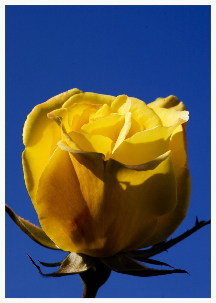Y E L L O W Foto Bild Pflanzen Pilze Flechten Bl ten y-e-l-l-o-w-foto-bild-pflanzen-pilze-flechten-bl-ten