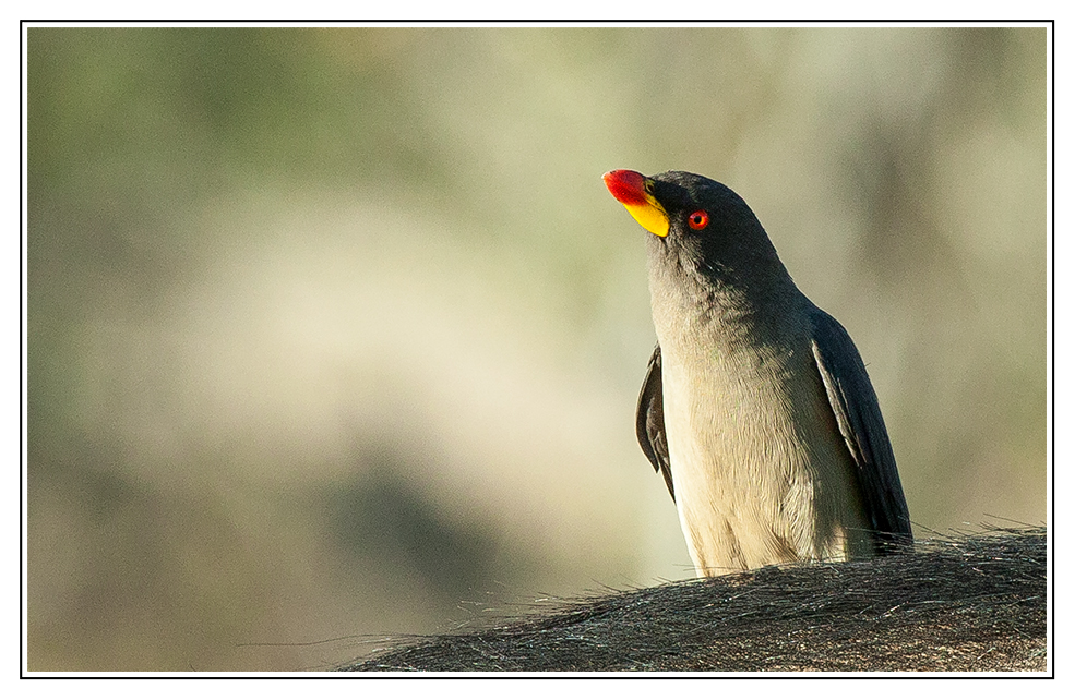 Yellow-billed Oxpecker Foto & Bild | tiere, wildlife, wild lebende ...