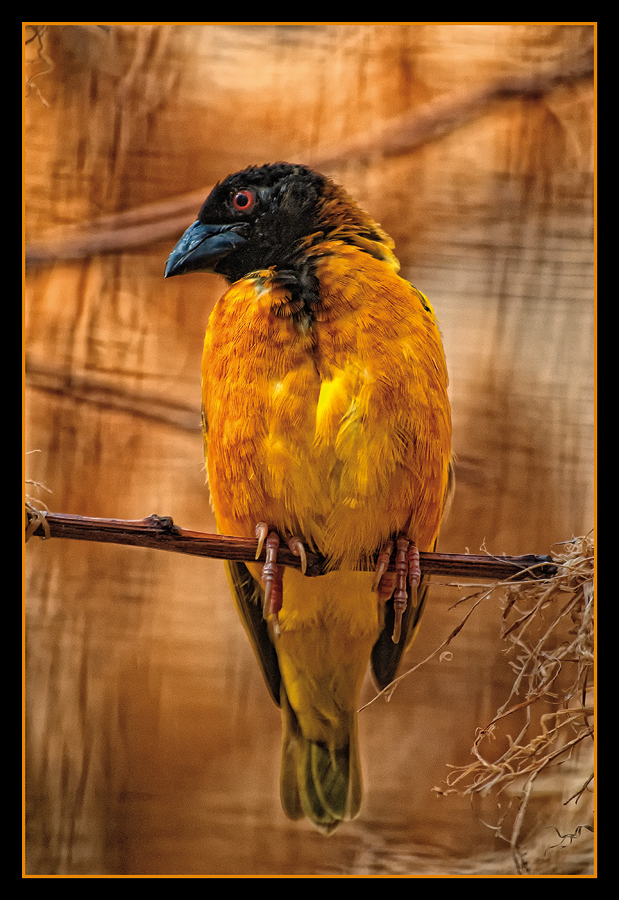 Yellow Birth Foto & Bild | tiere, natur Bilder auf fotocommunity